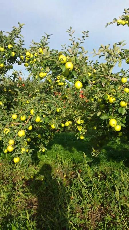 Apples grab robot v2 Object Detection Model by Jan Neumann