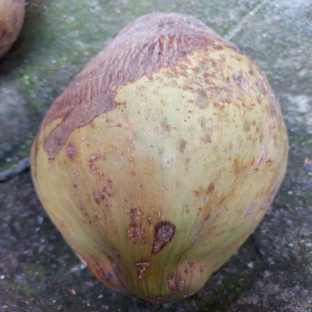 DIE Object Detection Dataset by Sri Ramakrishna Engineering College