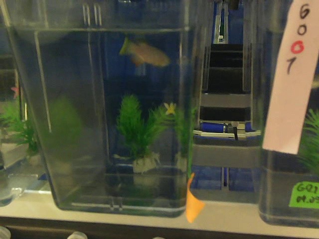 fish-detection Object Detection Dataset and Pre-Trained Model by The ...