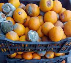 orange detection Object Detection Model by Ahmed