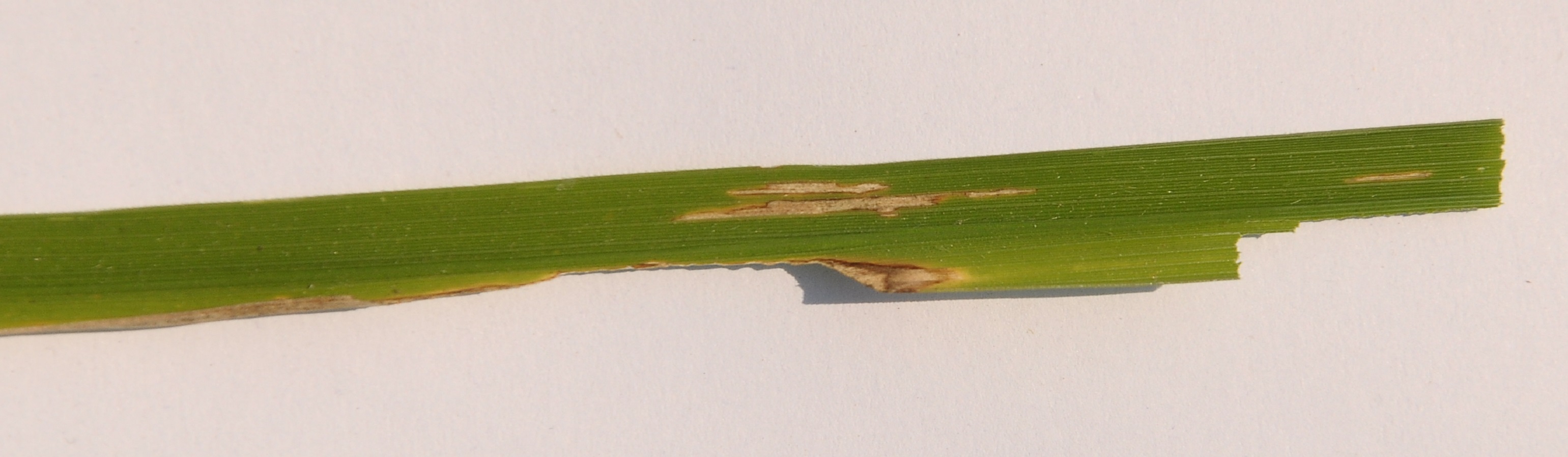 Rice Leaf Disease Detection Object Detection Dataset And Pre Trained