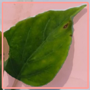 leaf-disease Classification Model by Tesis