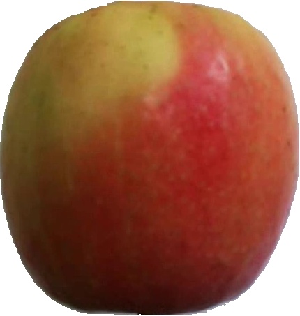 Labelled_Dataset_FYP Object Detection Dataset by mango