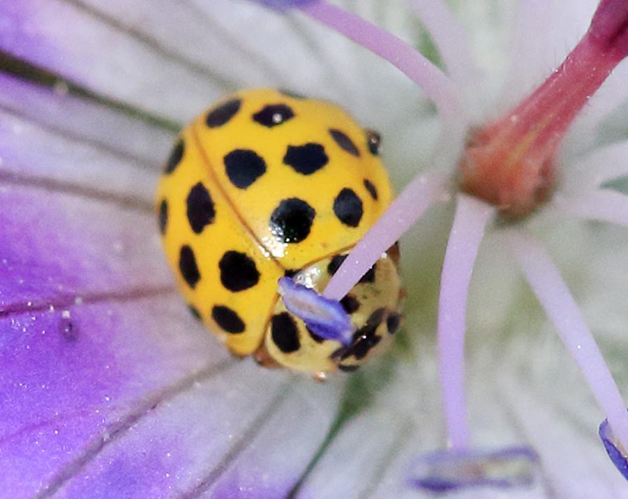 ladybug_dataset Instance Segmentation Dataset by test