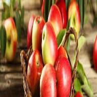 Apple-and-Tomato-Classification Classification Model by Workshop