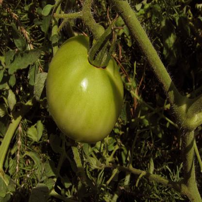 Apple-and-Tomato-Detection Object Detection Model by Workshop