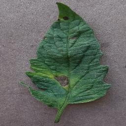 tomatoes Object Detection Model by hs12