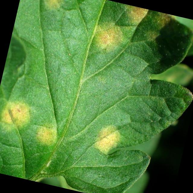 Anthracnty Object Detection Dataset By Anthracnose