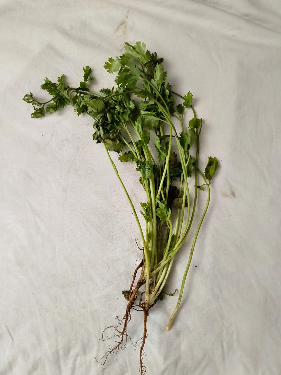 waste_classification Object Detection Dataset and Pre-Trained Model by wasteclassification