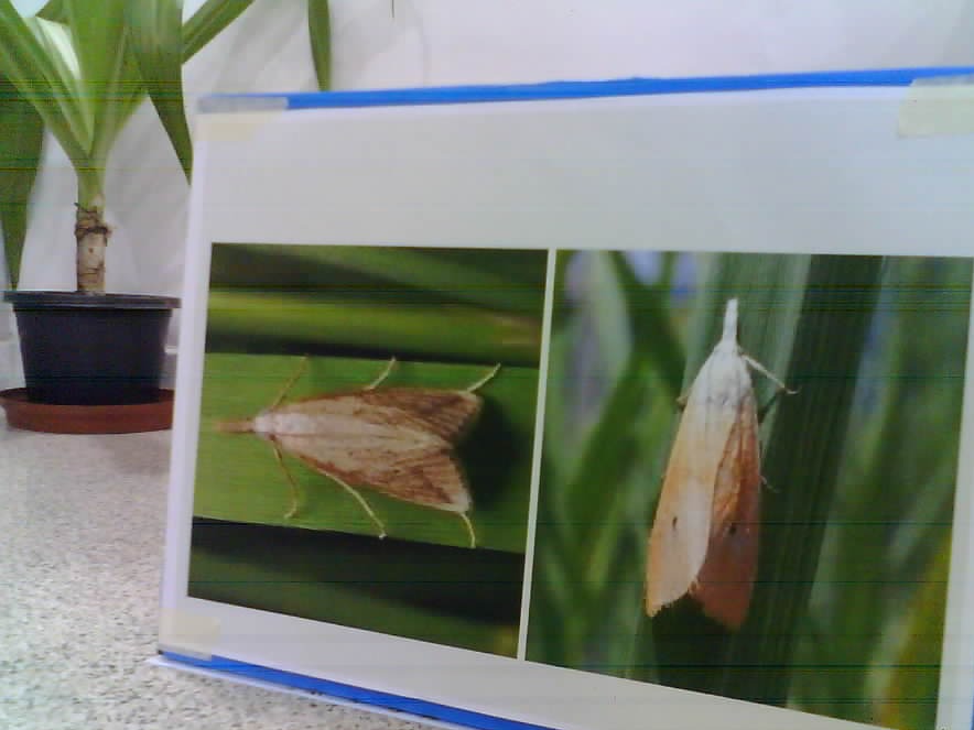 Pest Detection Latest Object Detection Dataset And Pre Trained Model By
