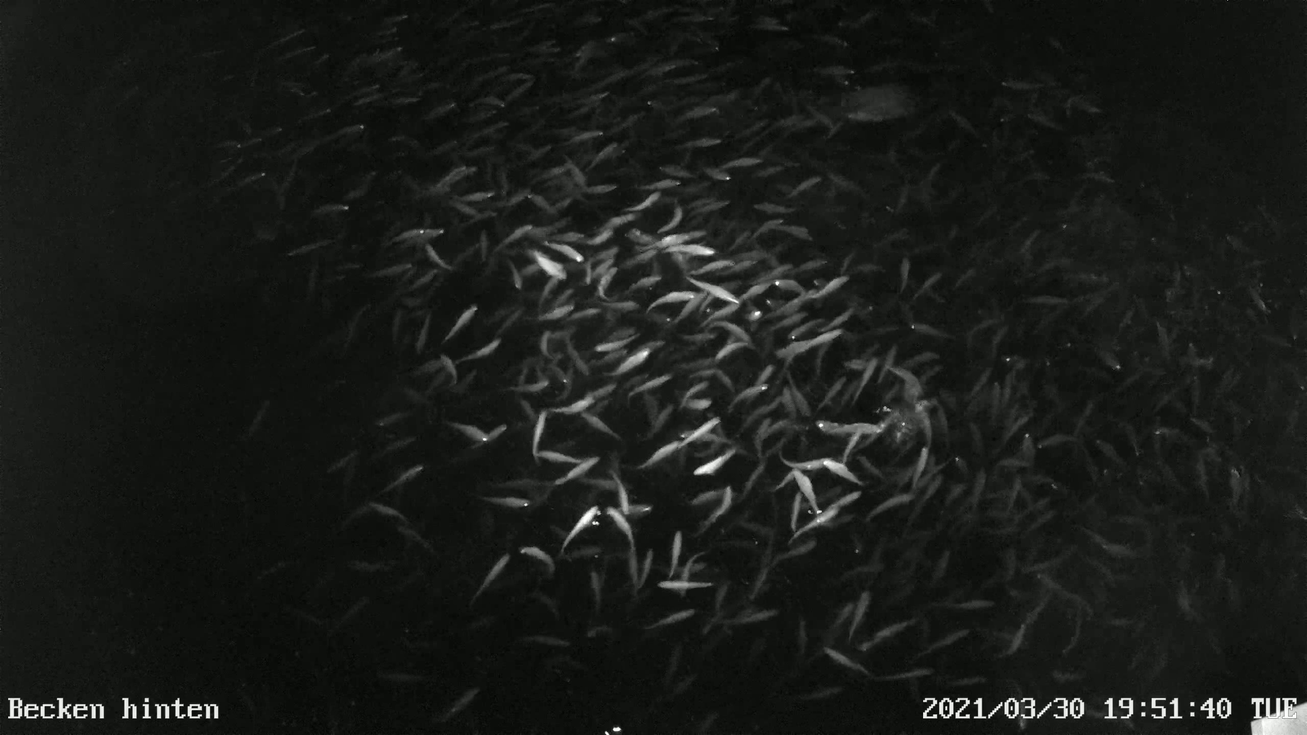 black Object Detection Dataset by NUST Islamabad