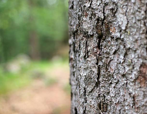 deneme Object Detection Dataset and Pre-Trained Model by tree detection