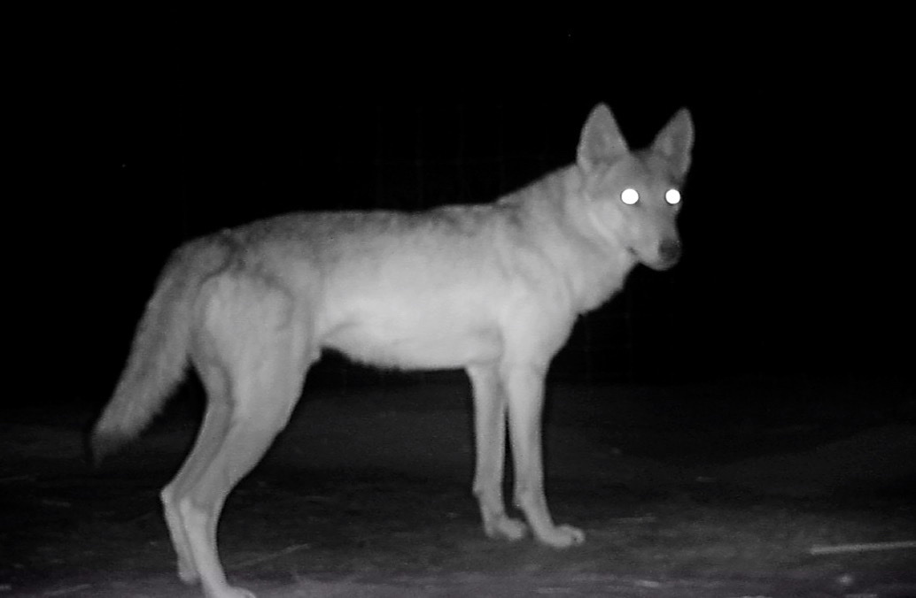 endangered animals Object Detection Model by projects