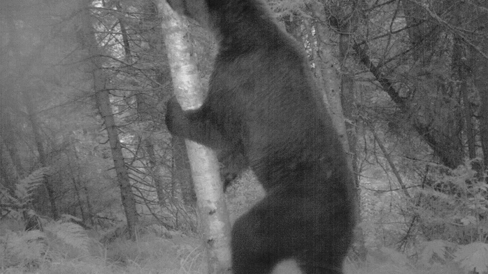 Seg E-notGPT Animals Instance Segmentation Dataset and Pre-Trained Model by EnotGPT