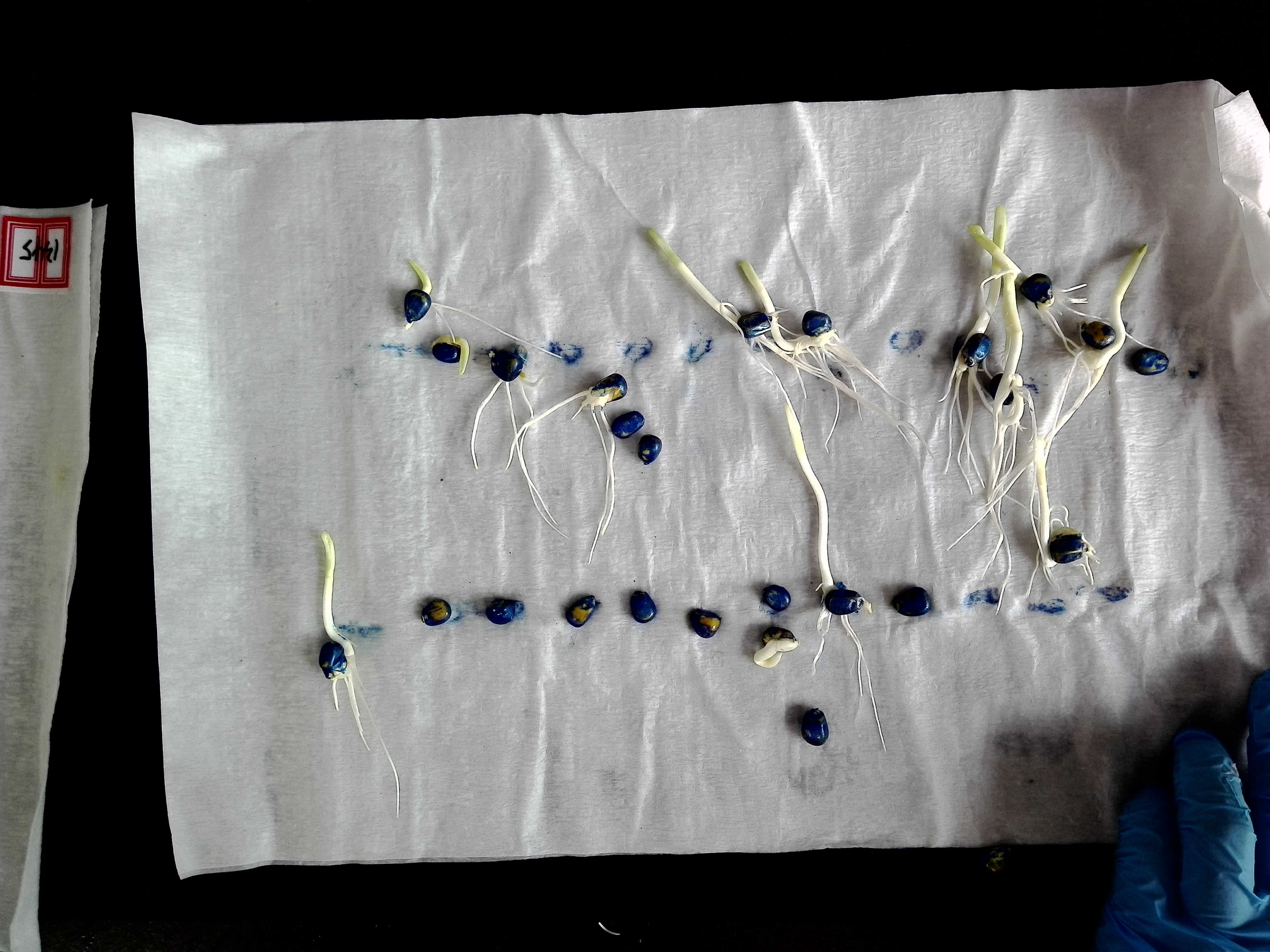 corn seed Object Detection Dataset by Hainan Fu