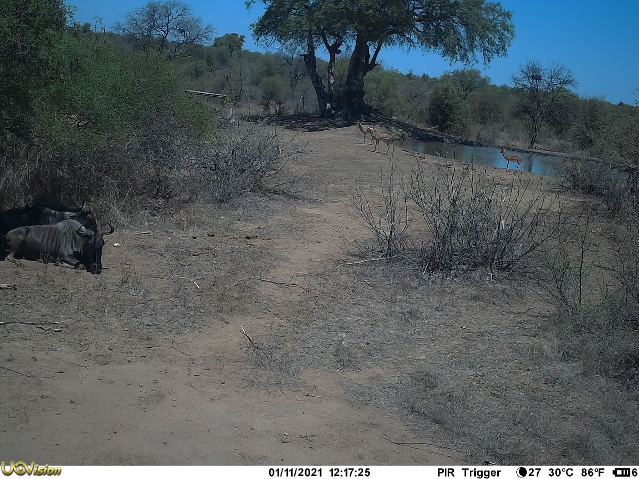 Rhino Force Labelling Object Detection Dataset by Rhino Force