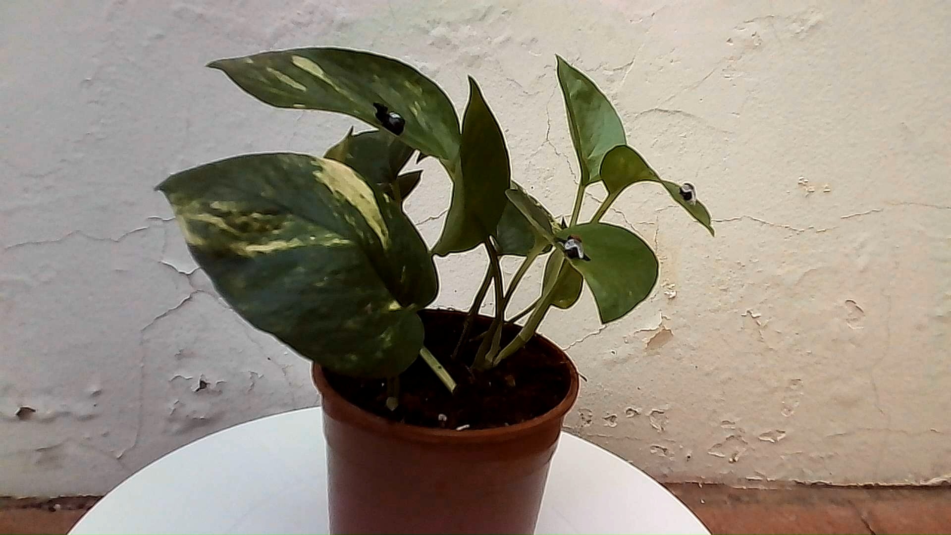 Insects Detection Object Detection Dataset And Pre Trained Model By Inon Levi