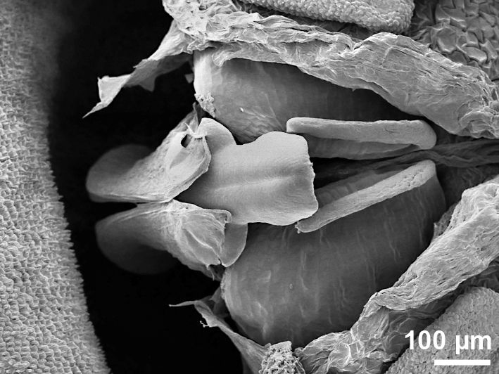 PalDat-J Classification Model by PalDat