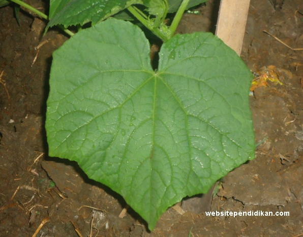 CNN Melon Object Detection Dataset and Pre-Trained Model by institute technology sumatera