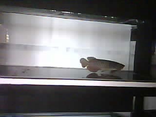 fish-QVGA Object Detection Dataset by Prince of Songkla University