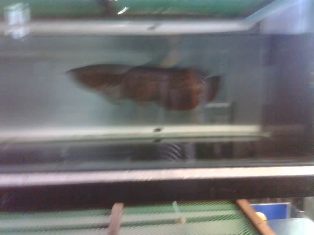 fish-XGA Object Detection Dataset by Prince of Songkla University