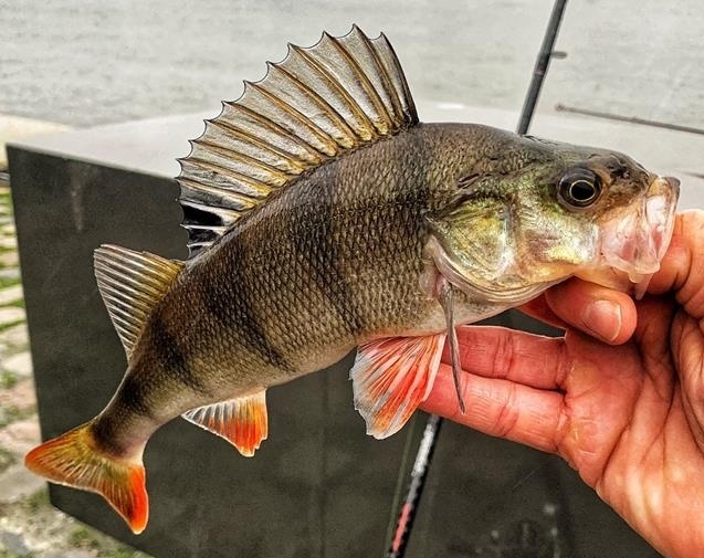 Normel Manamtam - Roboflow Universe