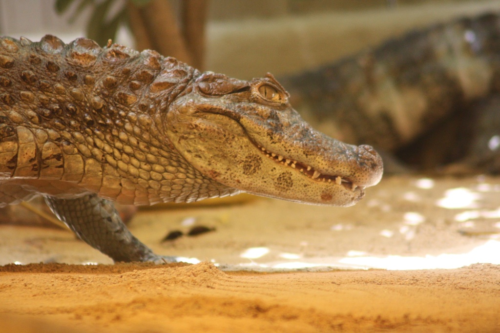 Crocodile Object Detection Dataset by Test