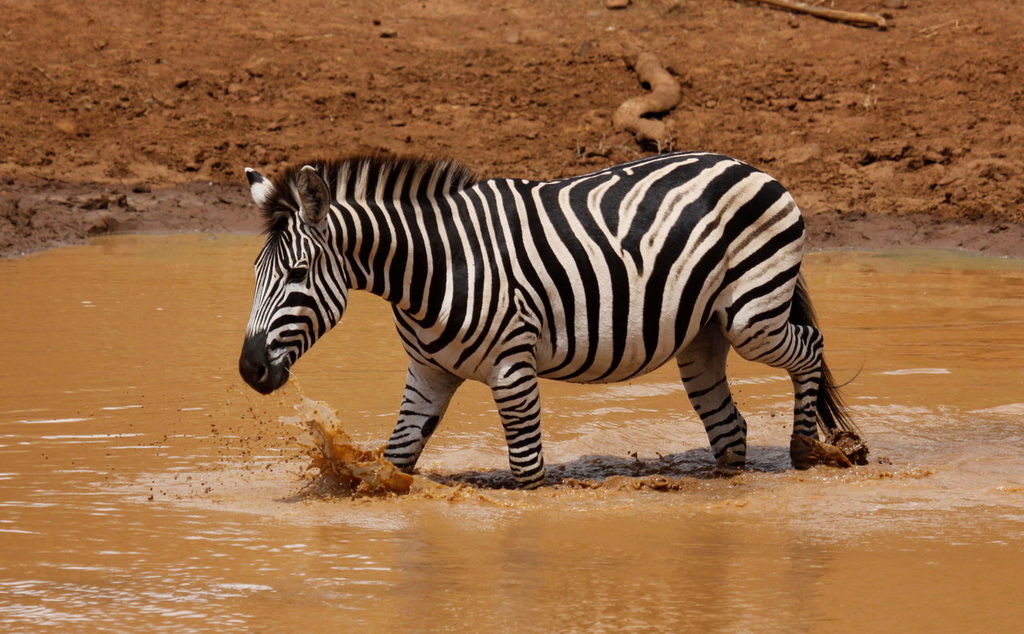 Zebra Object Detection Dataset V1 2022 12 15 407pm By Test