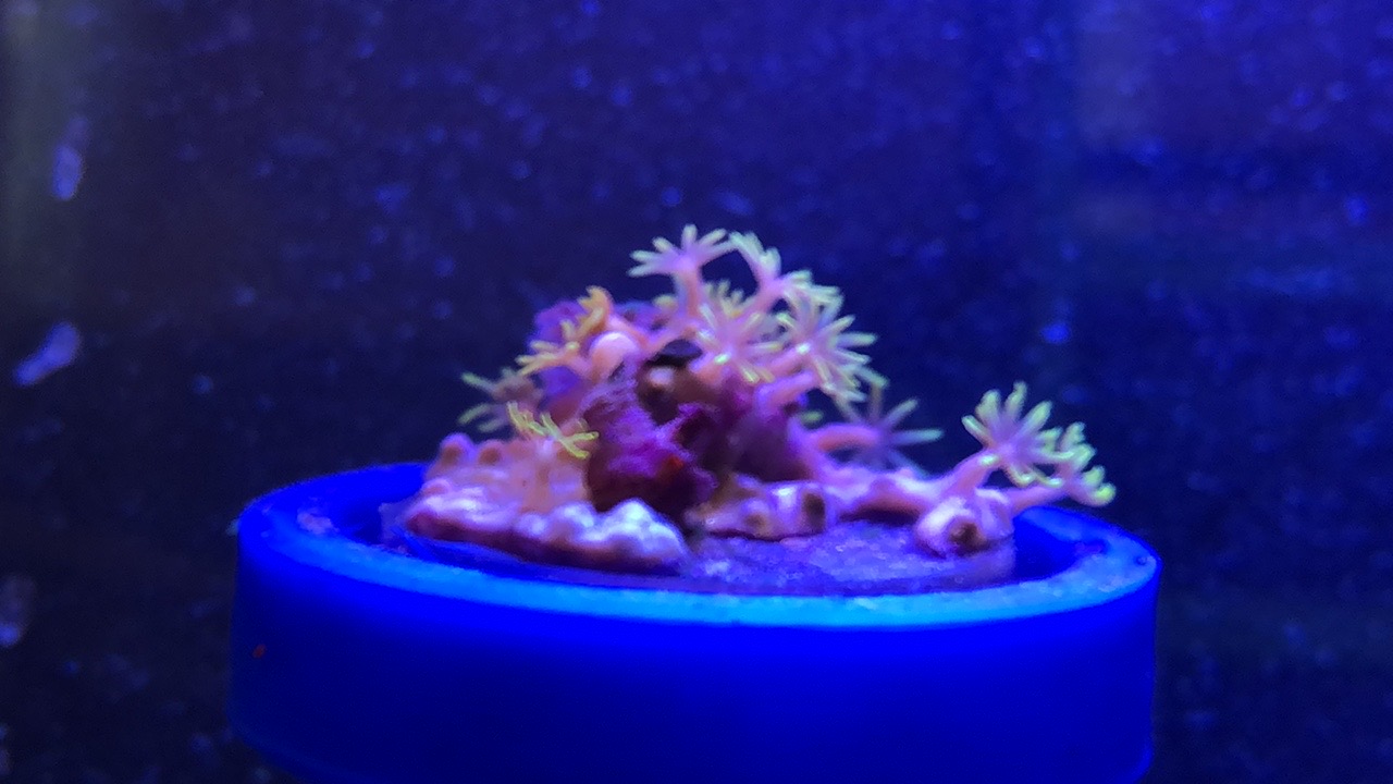 Coral Tentacle Detection Object Detection Dataset by Capstone Capturing ...
