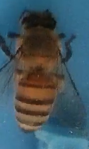 bee Object Detection Dataset by bee