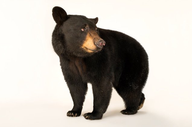 Bear Object Detection Dataset by T2420343Thesis