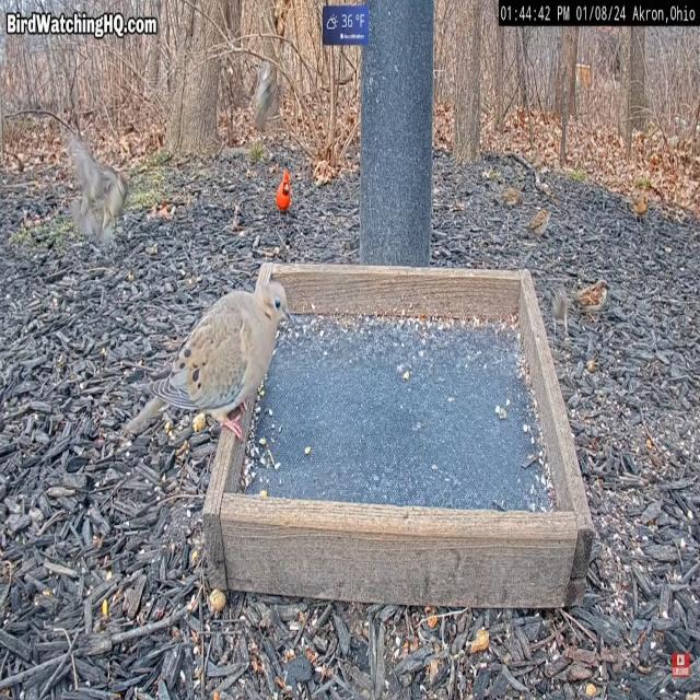 Northern Cardinal Bird Normal Object Detection Dataset And Pre Trained