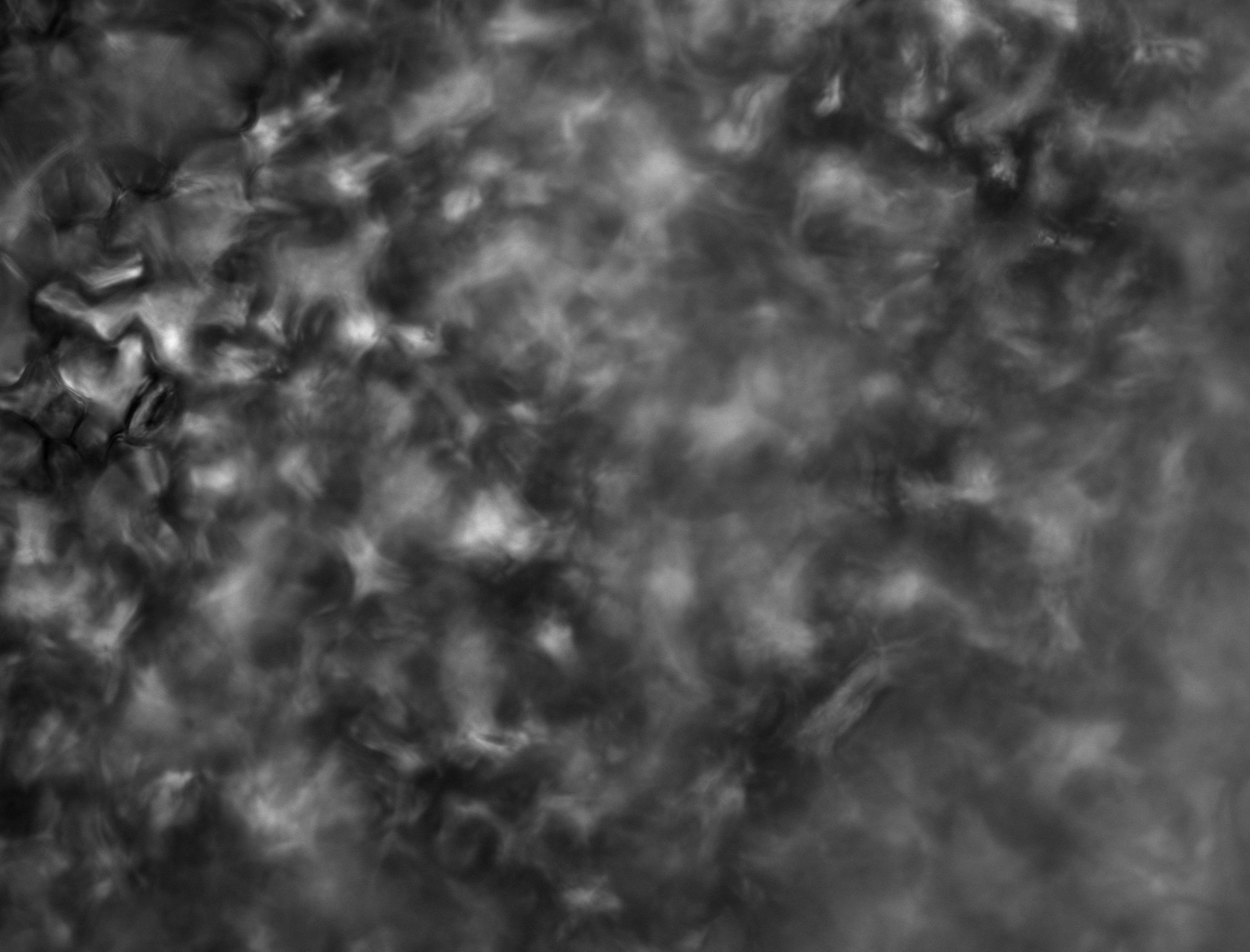 Stomata Object Detection Dataset By Apridgeon