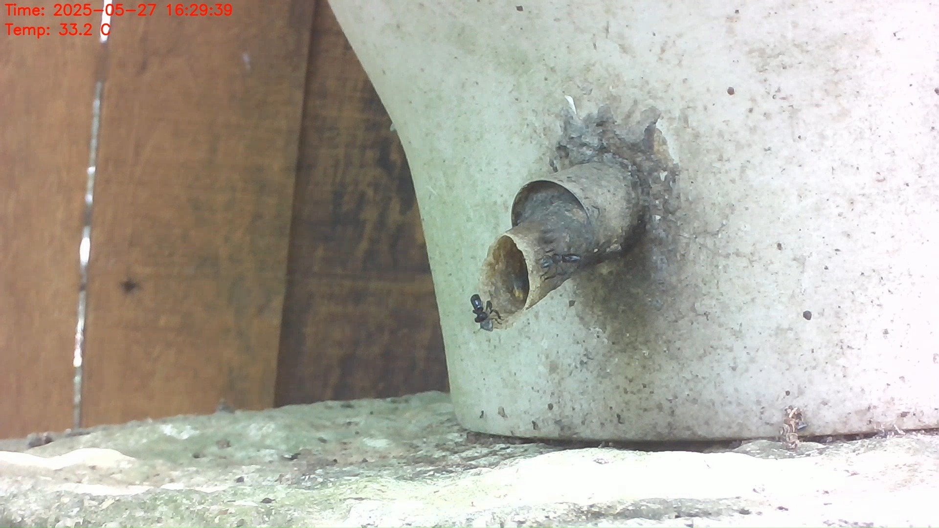 Stingless Bee Object Detection Dataset and Pre-Trained Model by YOLOv5