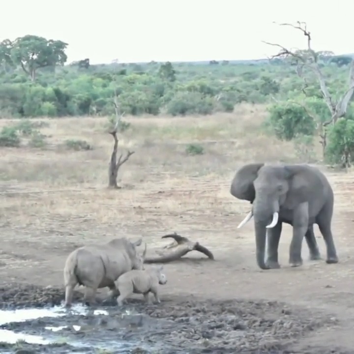 elephant Object Detection Model by Animal Behaviour