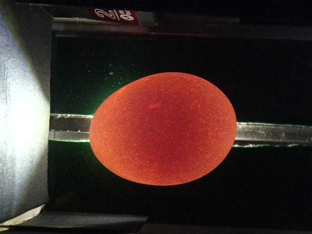 last1 Instance Segmentation Dataset and Pre-Trained Model by project-zk7hb