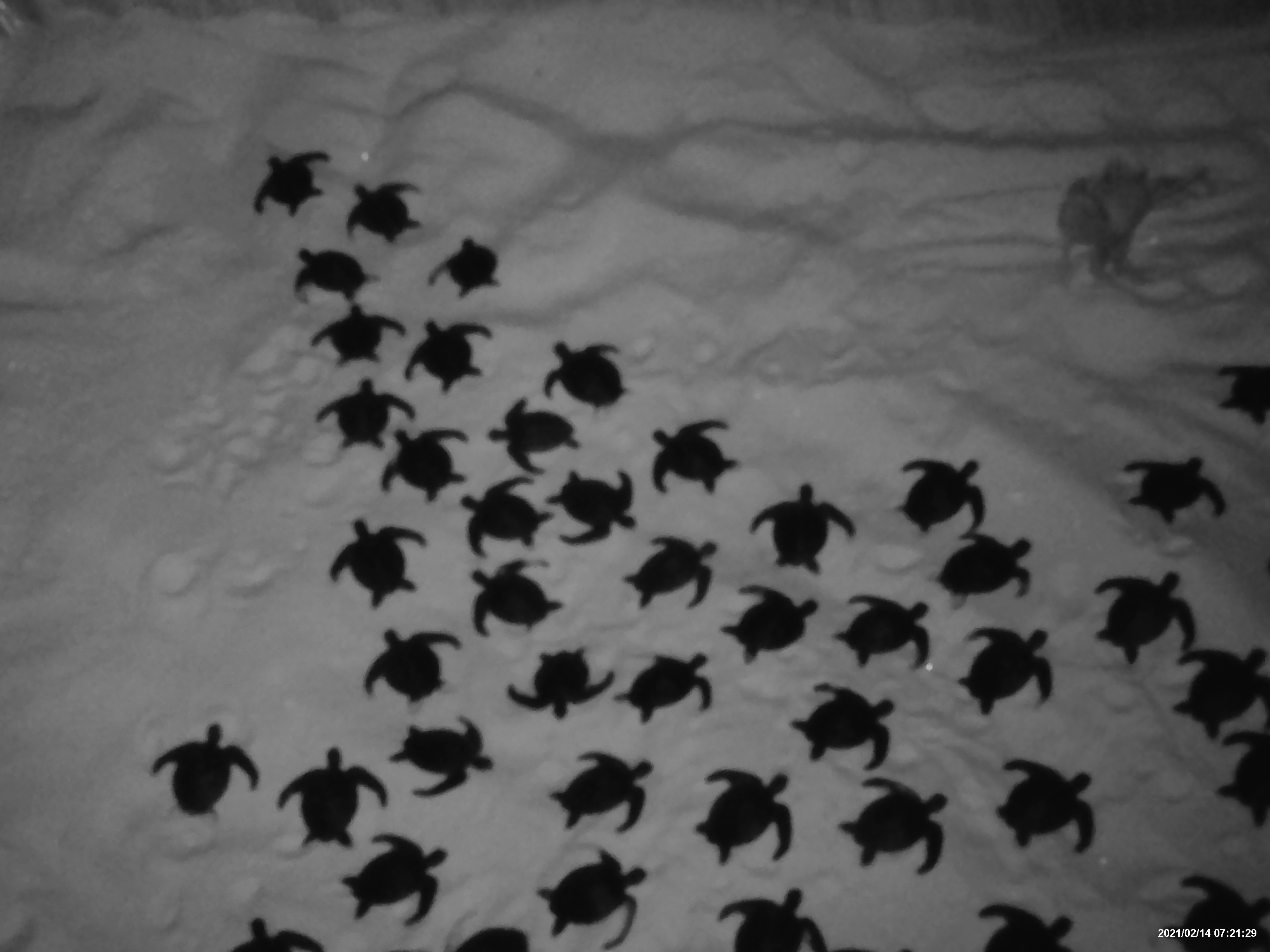 Sea turtle hatchling detection Object Detection Dataset and Pre-Trained Model by Edgewood