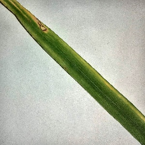 How to Use the rice Object Detection API