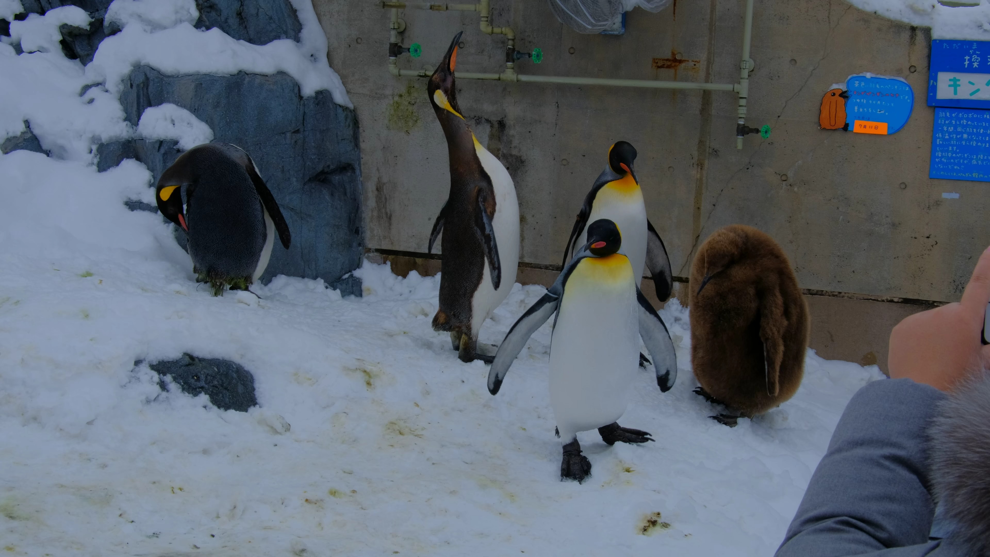 animal detection Object Detection Dataset and Pre-Trained Model by YUZE WU