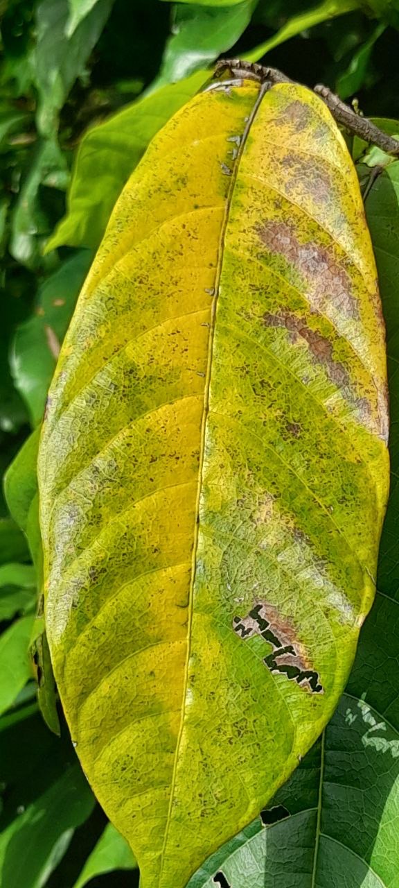 Yolov Object Detection Dataset By Yolo