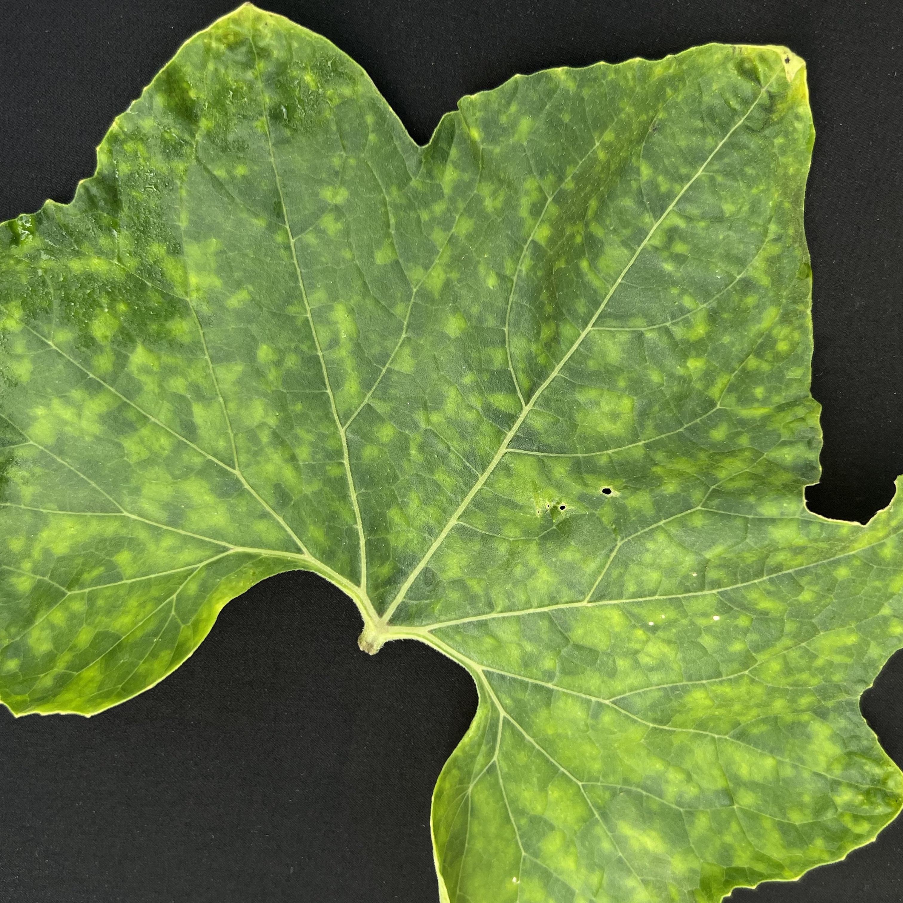 Ash_Gourd Object Detection Dataset by UIET