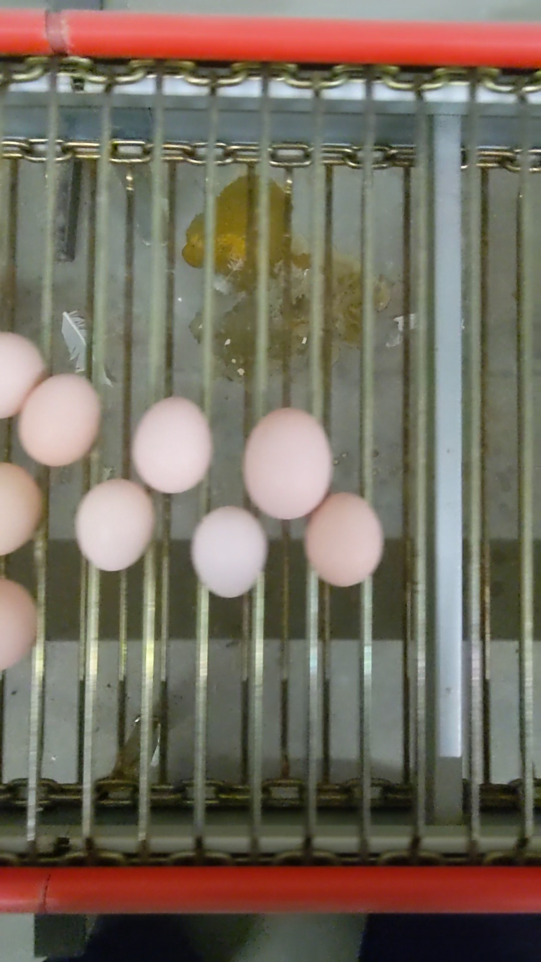 Egg Detection Object Detection Dataset By Hailo