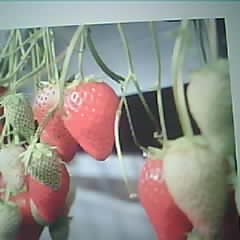 Strawberry_Ripeness_Detection Object Detection Dataset by Josh