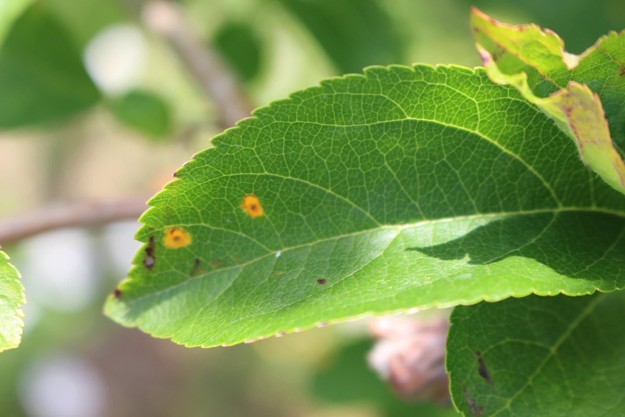 manzanas Object Detection Dataset by estampillasyerba