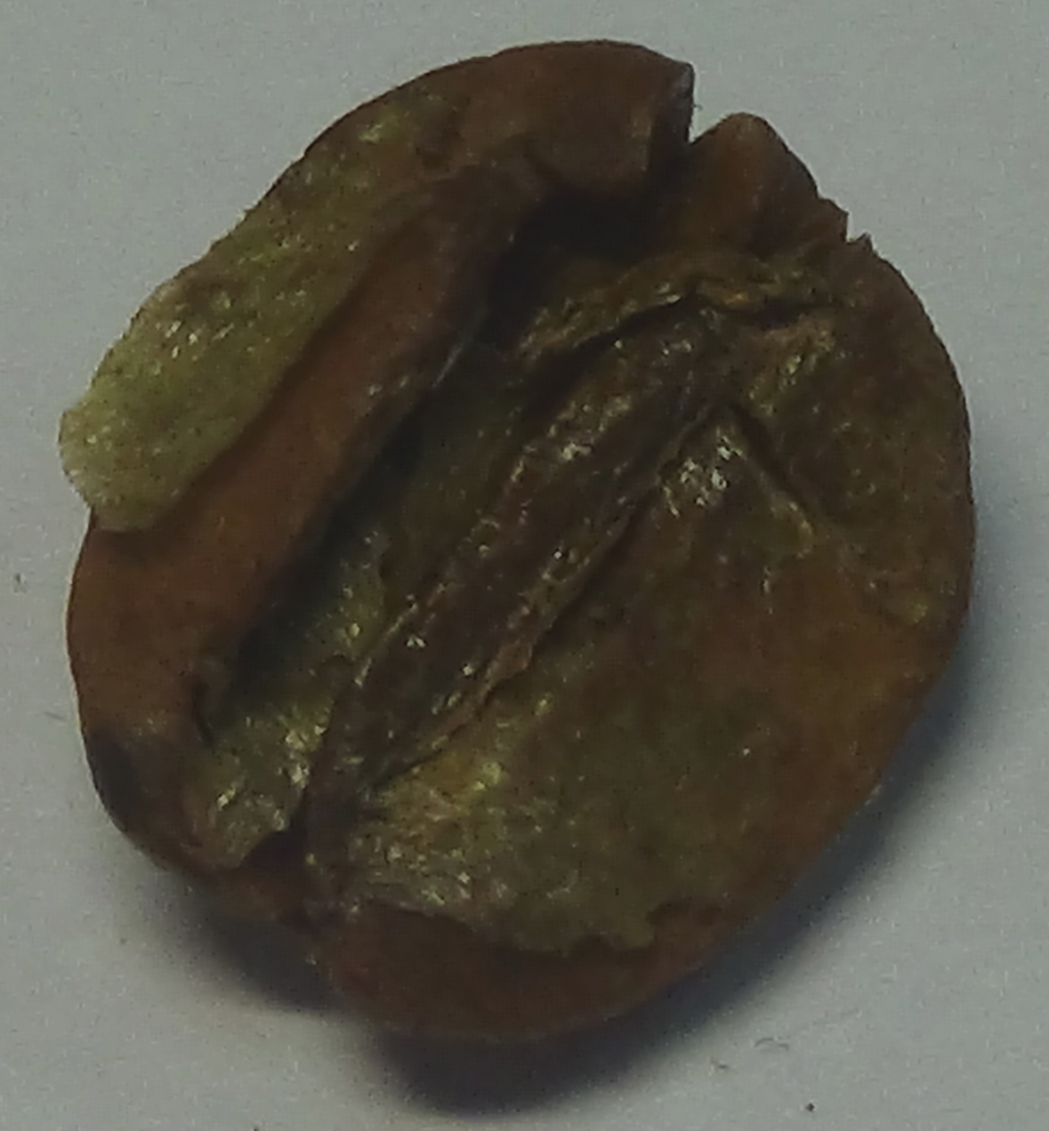 Coffee bean identify Object Detection Dataset by project-hrx3k