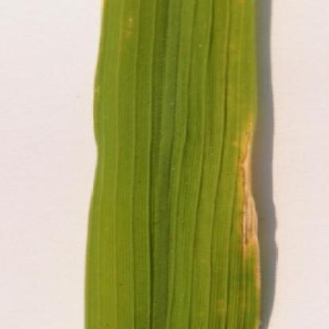 Deteksi Penyakit Padi Object Detection Dataset V6 92 5 By Ta Bismillah