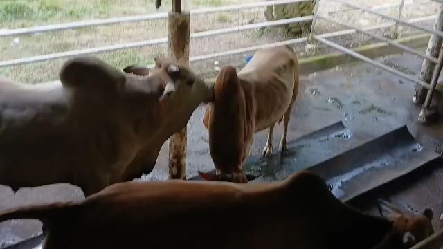 Cow Detection Object Detection Dataset By See Lab