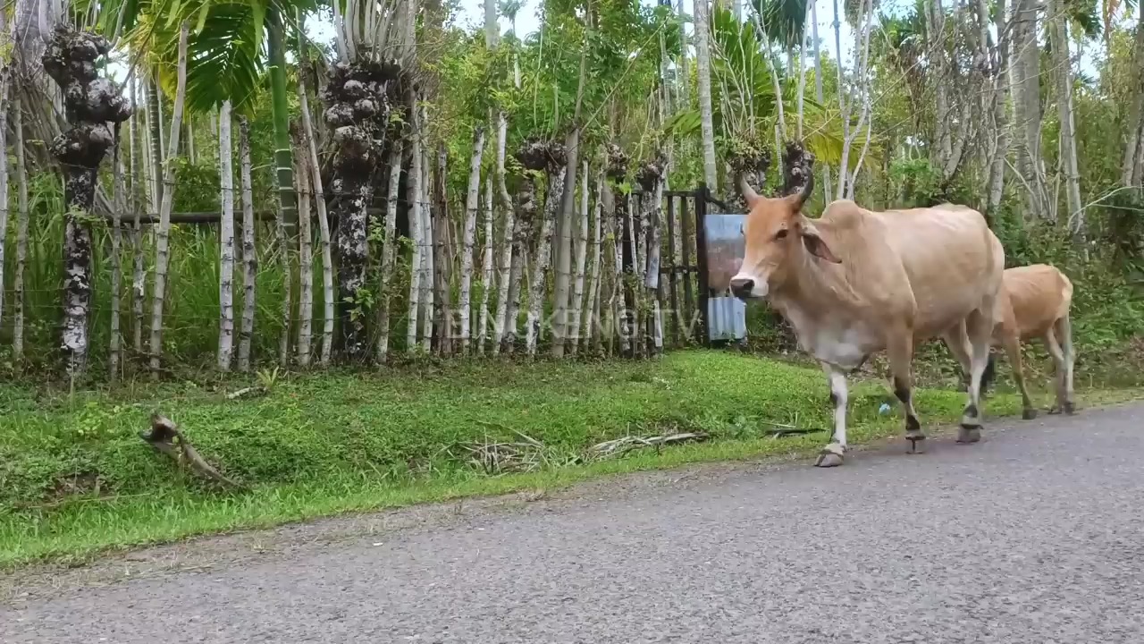Cow Detection Object Detection Dataset By See Lab