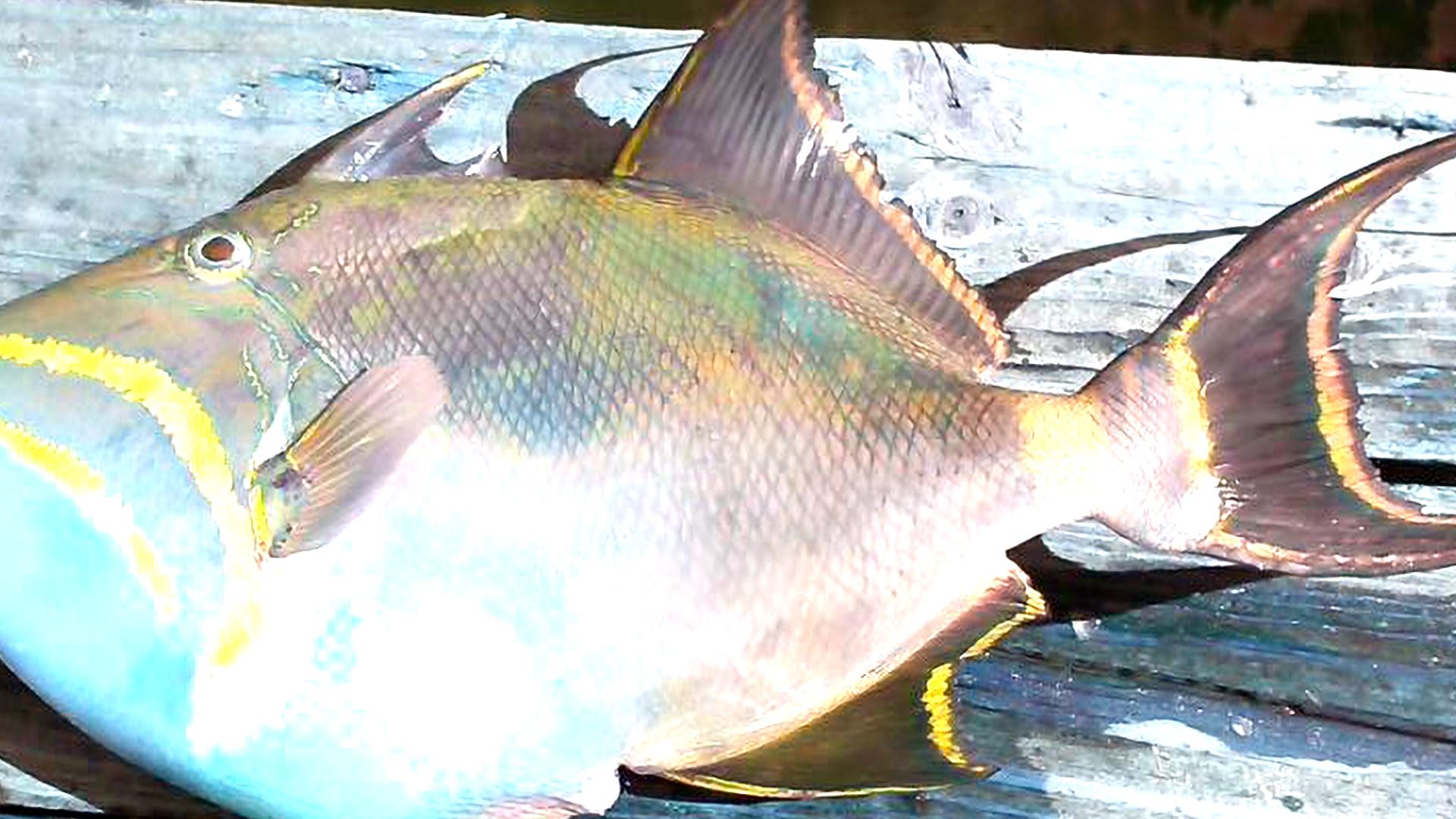 conv Object Detection Dataset by ObjectDetection