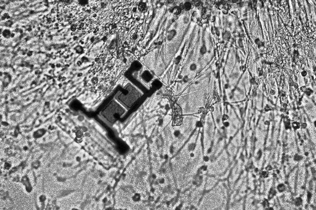 2PV Box Instance Segmentation Model by miskinlab